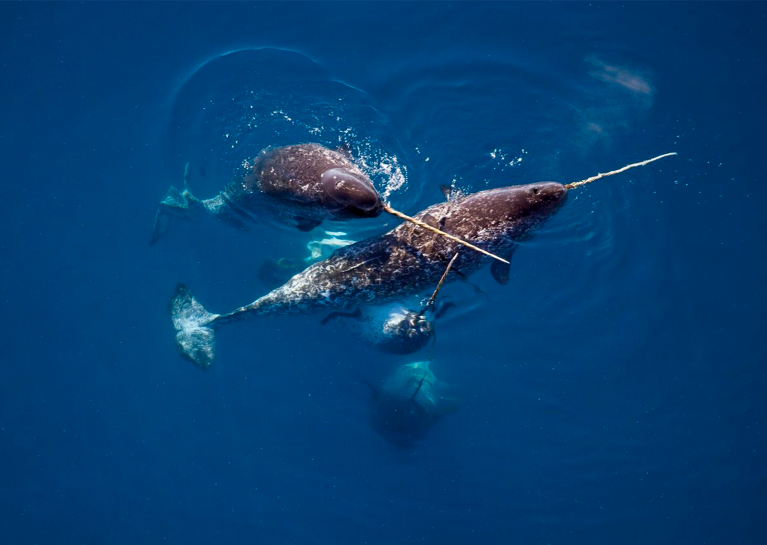 Narvales: los increíbles unicornios del mar Ártico – Sinergia